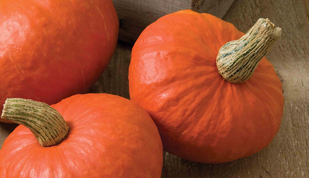 Kabocha Winter Squash Seeds, Cucurbita Maxima, Orange Winter Squash - Etsy