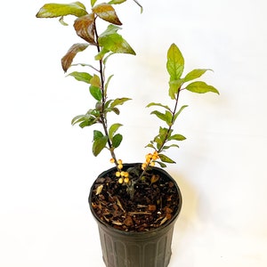 Holly Winterberry Gold Berries, Ilex Verticillata 'winter Gold', NA ...
