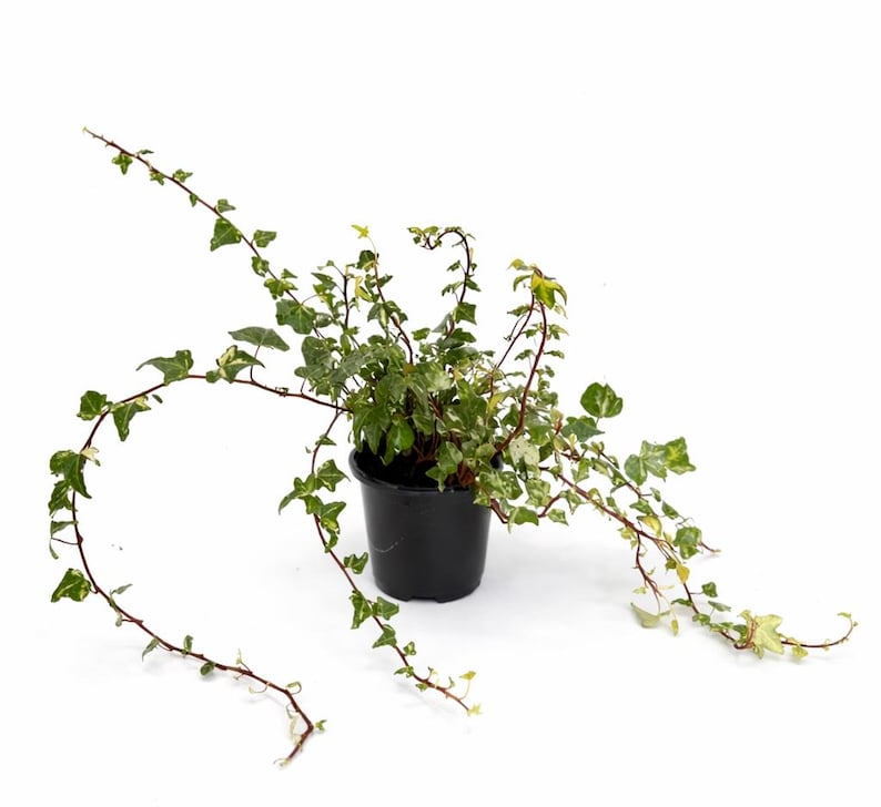 Golden Ingot English Ivy: Yellow Variegated Trailing Hedera Helix Live ...
