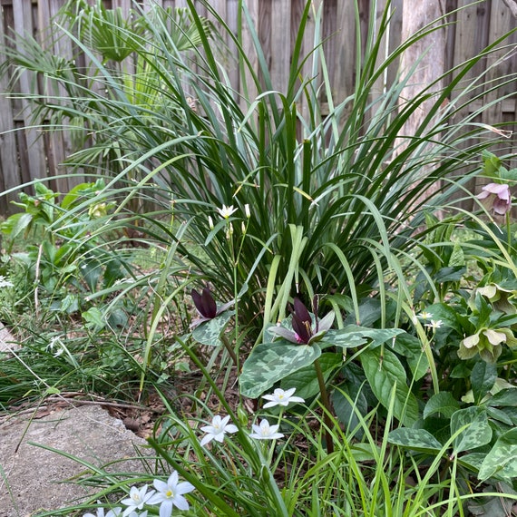 Evergreen Giant Liriope Monkey Grass