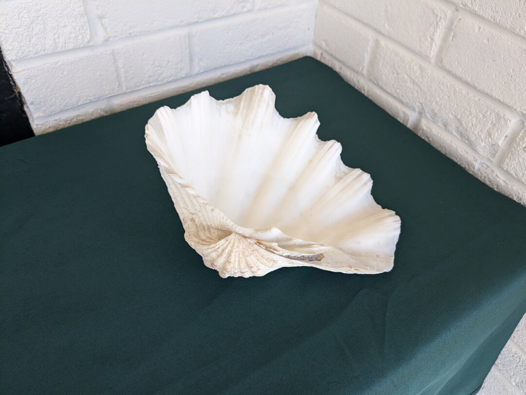 Rare Giant Clam Shell / Large Seashell / Ring Holder / Trinket Dish ...