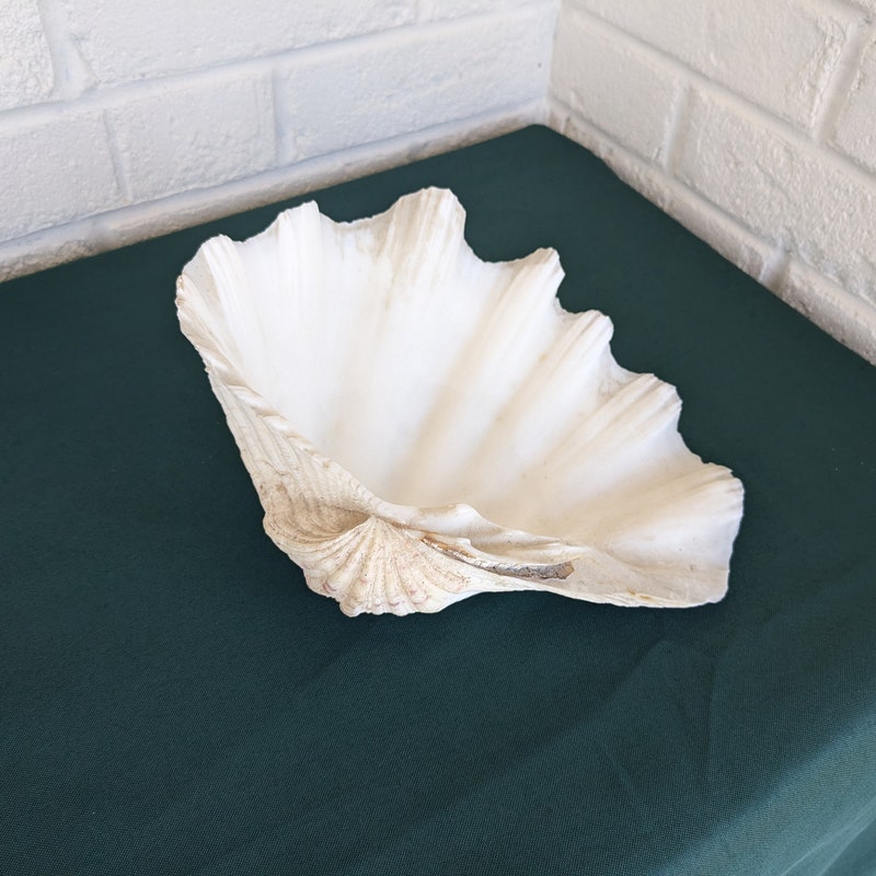 Clam Shell Dish - Etsy