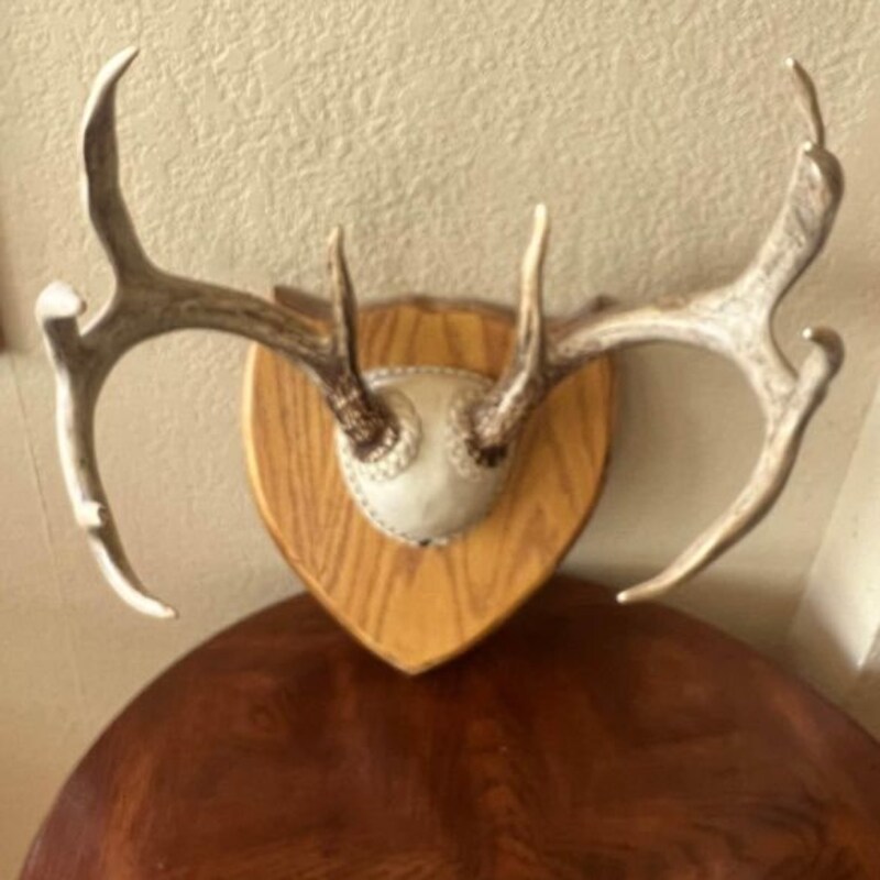 Deer Antler Mount - Etsy