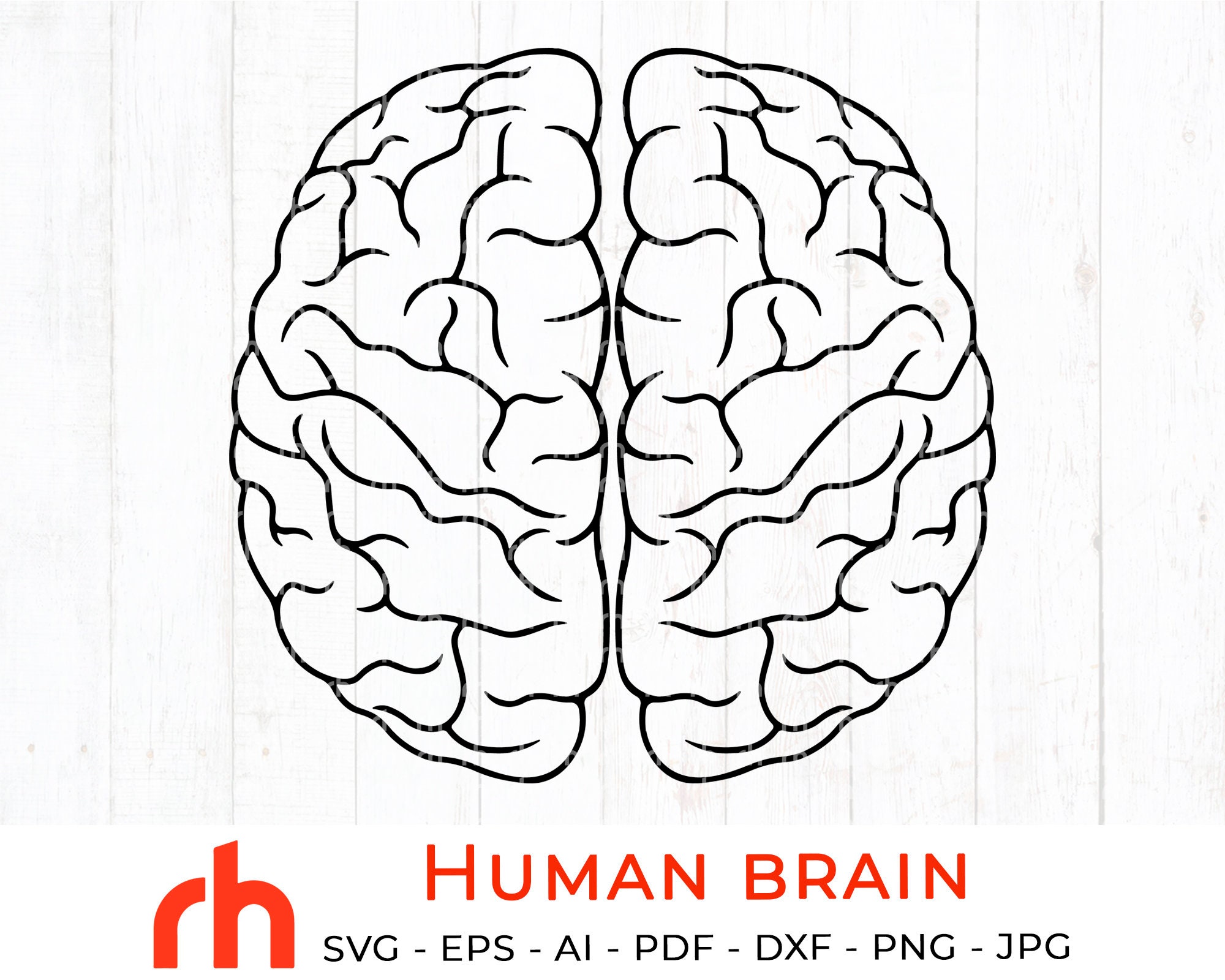 Brain svg Anatomy brain svg Human brain svg | Etsy