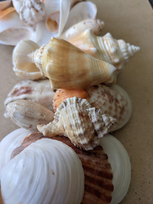 Medium Shell Wreath - Etsy