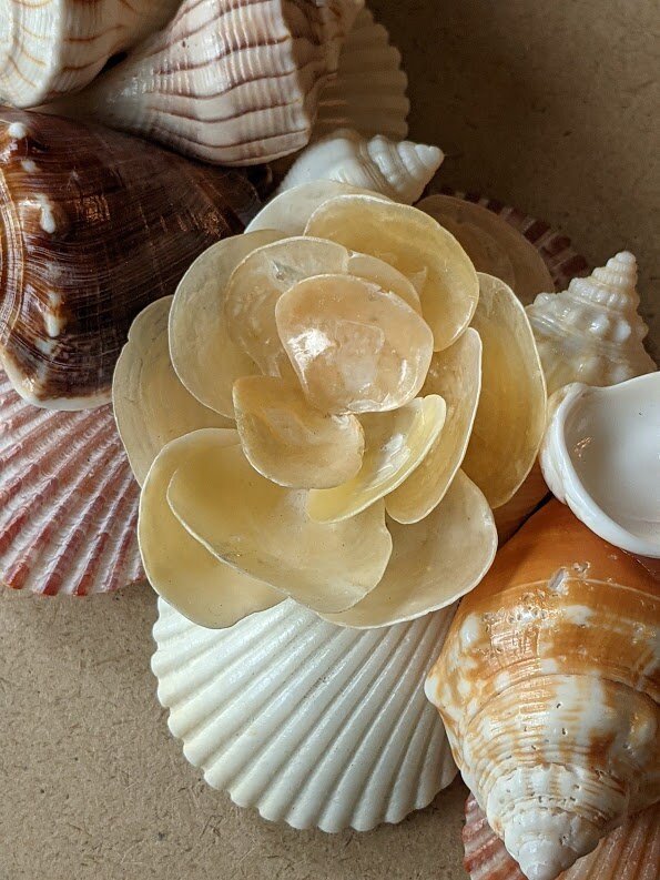 Medium Shell Wreath - Etsy