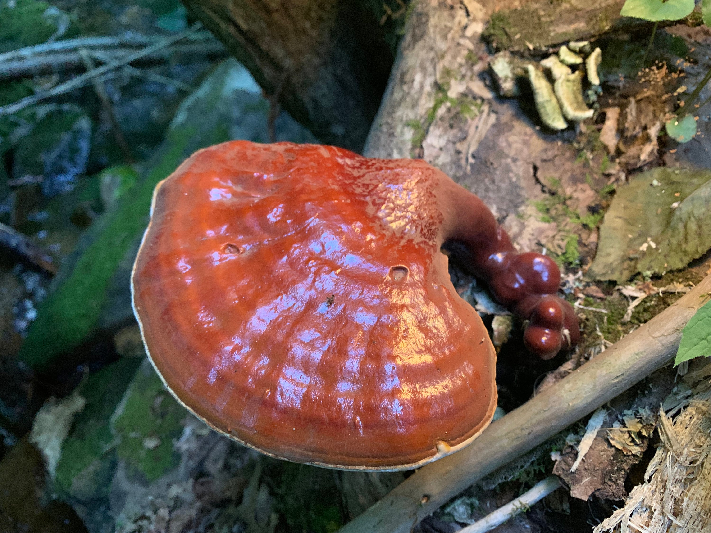 Five Reishi Dual Extract Ganoderma Tsugae Sessile - Etsy Singapore