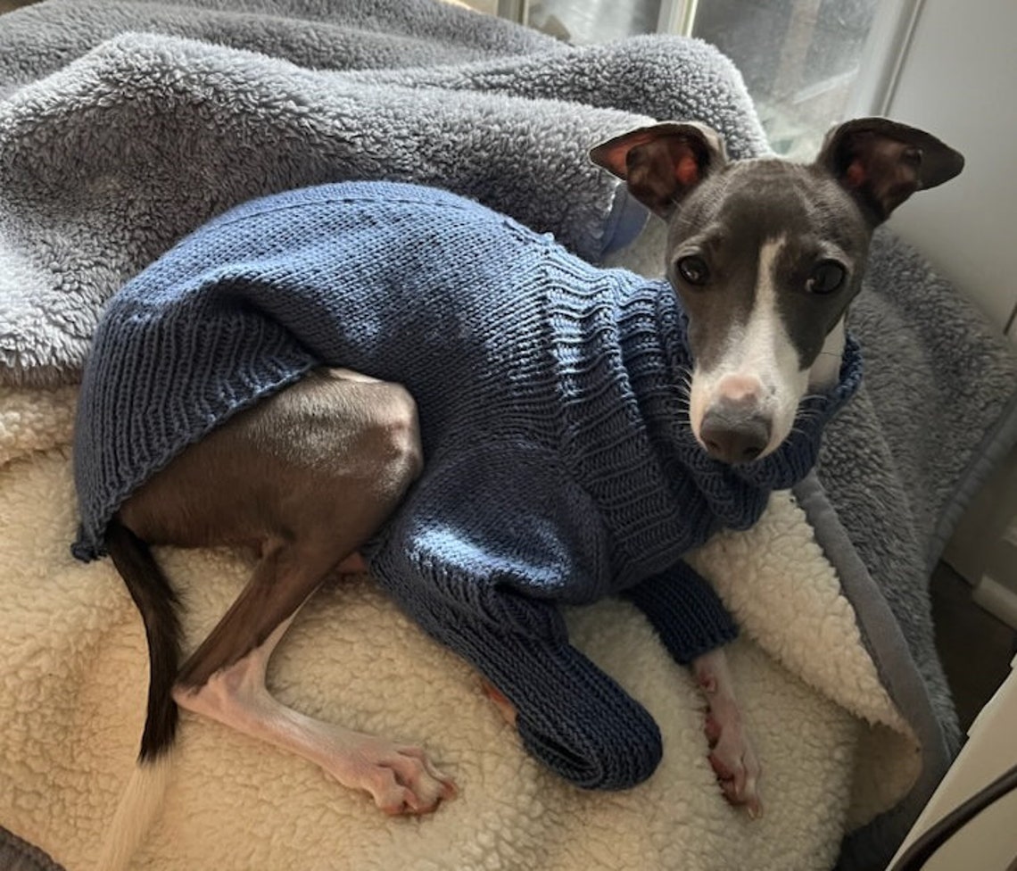Italian Greyhound Sweater Knitting Pattern - Etsy