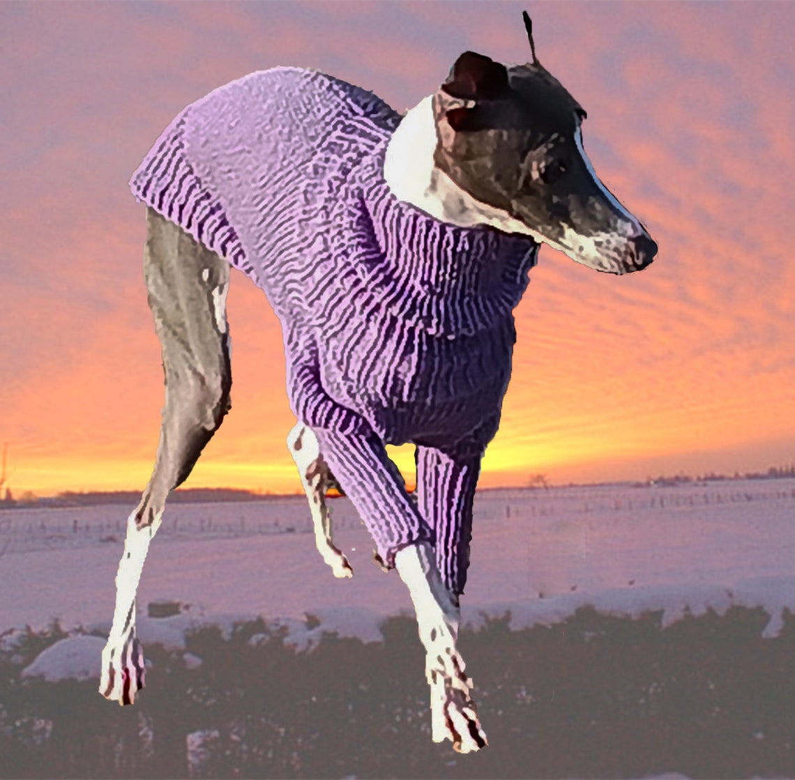 Italian Greyhound Sweater Knitting Pattern - Etsy