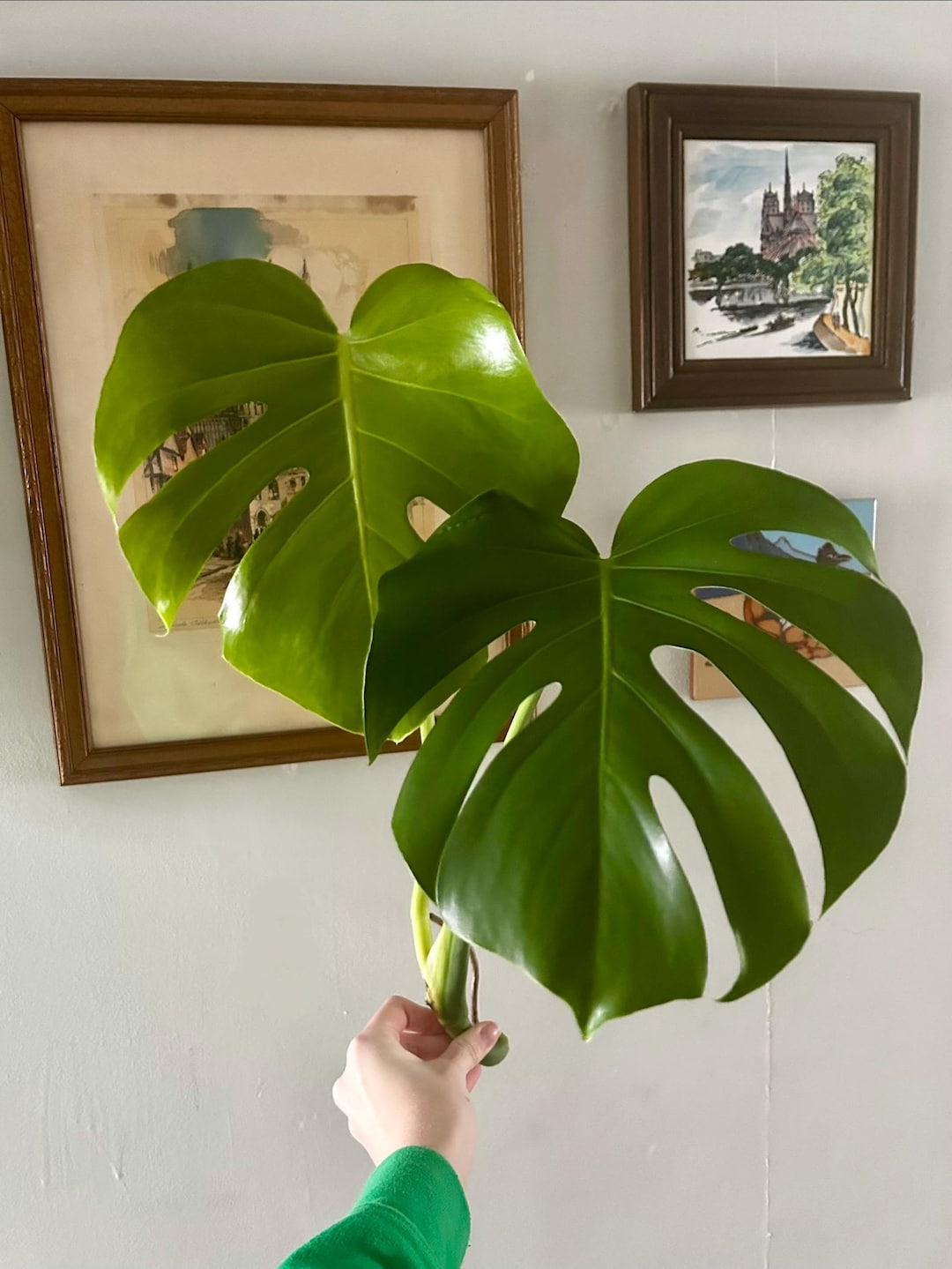 Monstera Cuttings, Rooted in Water, One Two or Three Node Options - Etsy
