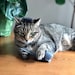 Wool Cat Toy Interactive Wool Mouse/ Kitten Toy/ Cat Toy - Etsy