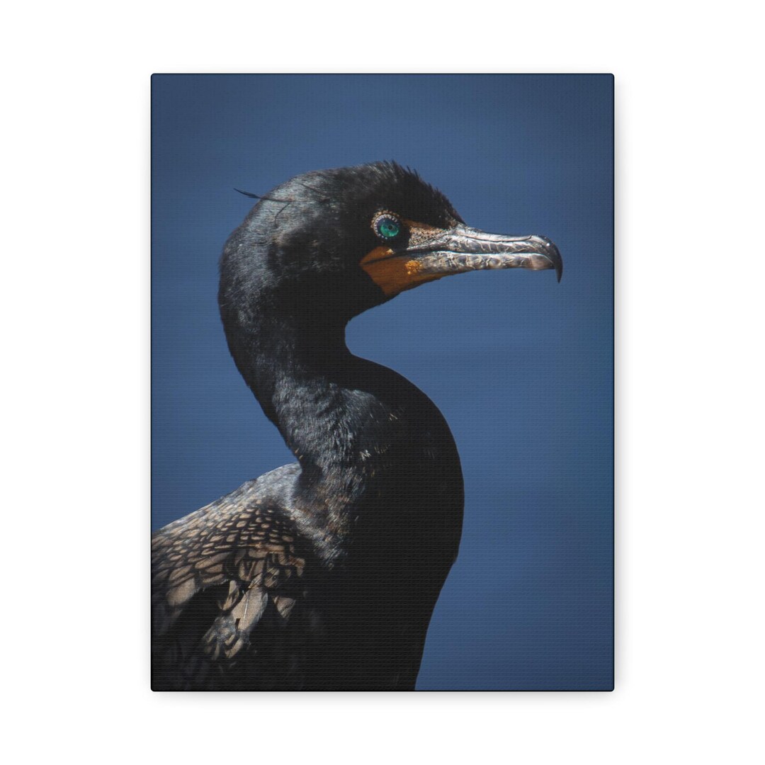 Cormorant Portrait Wildlife Canvas Print Stretched Canvas - Etsy
