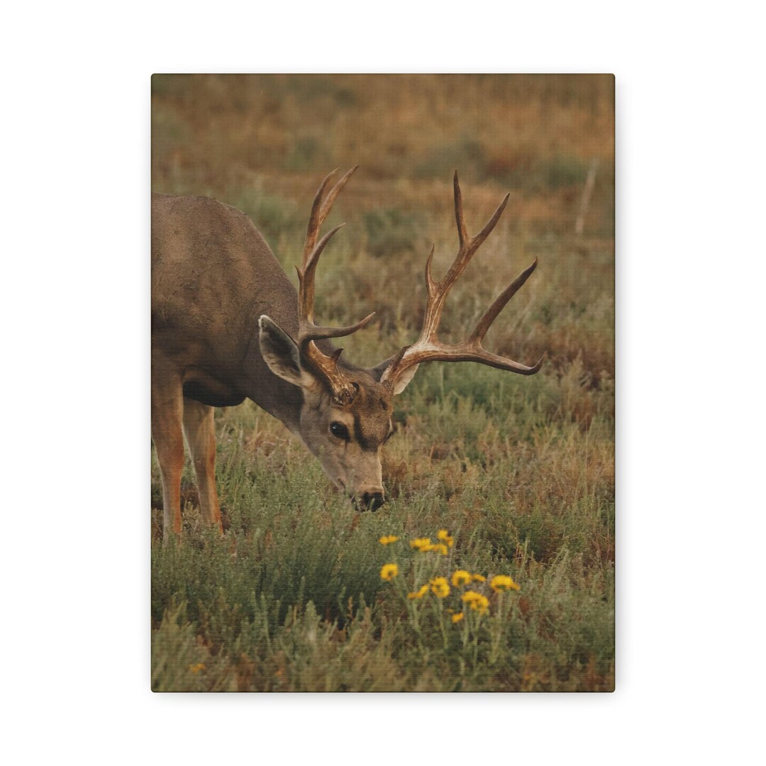 Mule Deer Smelling Flowers Wildlife Canvas Print Stretched Canvas - Etsy
