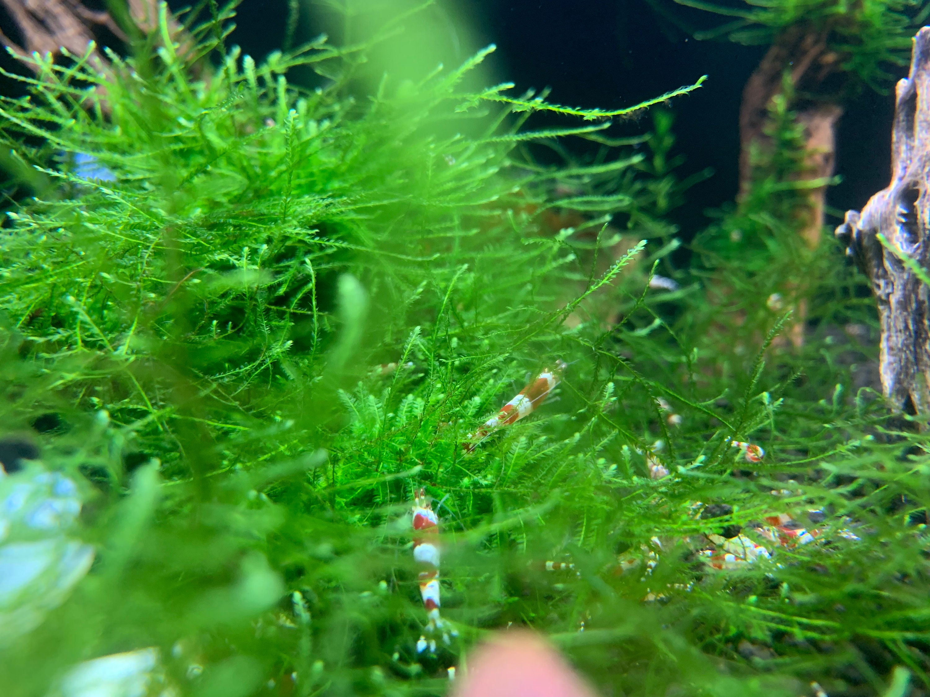 Java Moss Aquatic Moss Live Aquarium Freshwater Plants Free - Etsy
