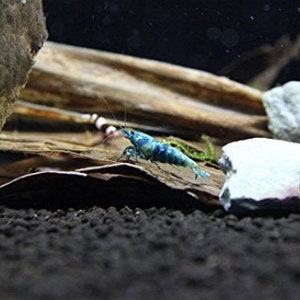 5 Indian Almond Leaves Nano, 5 Filao Cones & 10 Alder Cones Package for ...