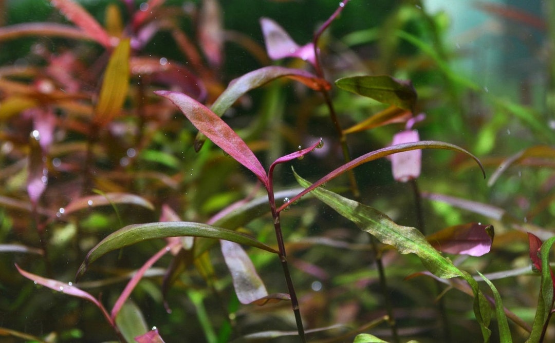 Persicaria Sp. 'sao Paulo' Rare Live Aquatic Plant Aquarium Freshwater ...