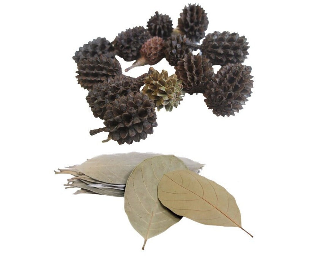 Jackfruit Leaves + Filao Cones - for Freshwater Shrimp, Betta Fish ...
