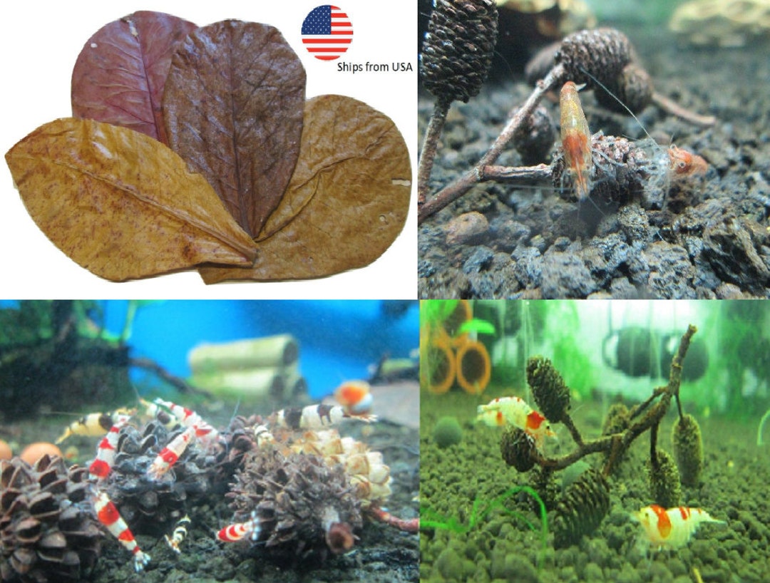 5 Indian Almond Leaves Nano, 5 Filao Cones & 10 Alder Cones Package for ...