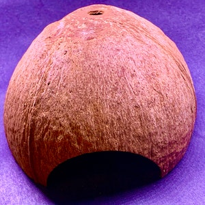 Natural Coconut Shell ~ Fish Hide Cave, Aquarium Decoration for Betta ...