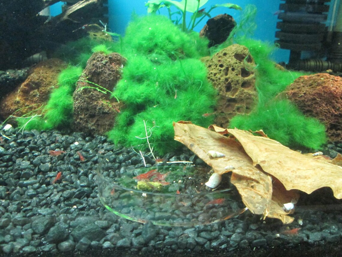 Clear Glass Shrimp Feeder Dish Fish & Shrimp Feeding Dish | Etsy