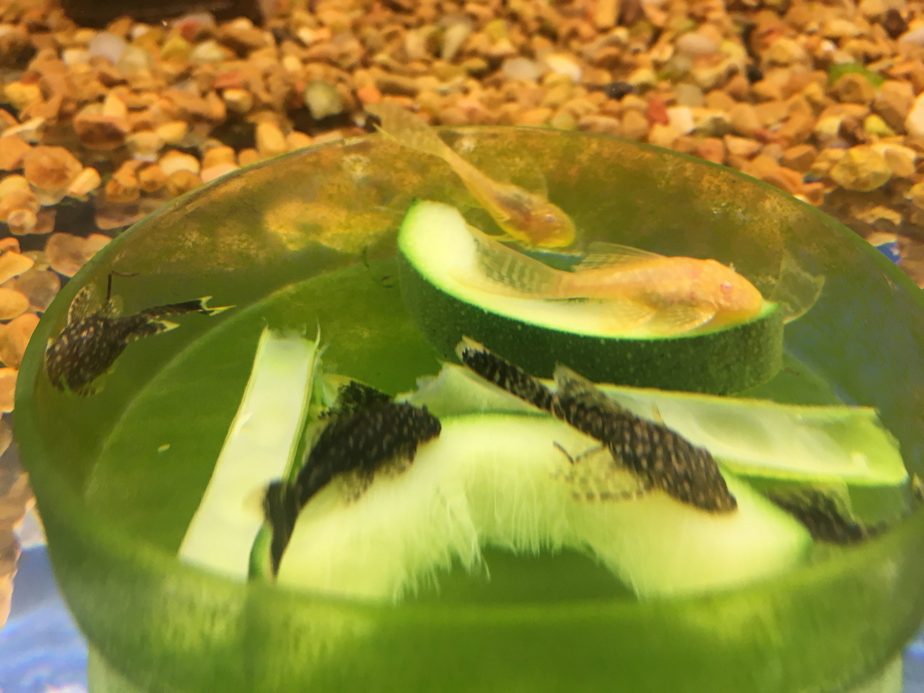 Clear Glass Shrimp Feeder Dish Fish & Shrimp Feeding Dish | Etsy