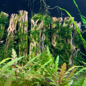 X2 Subwassertang Moss on Cholla Wood Shrimp Hideout & Betta Aquarium ...