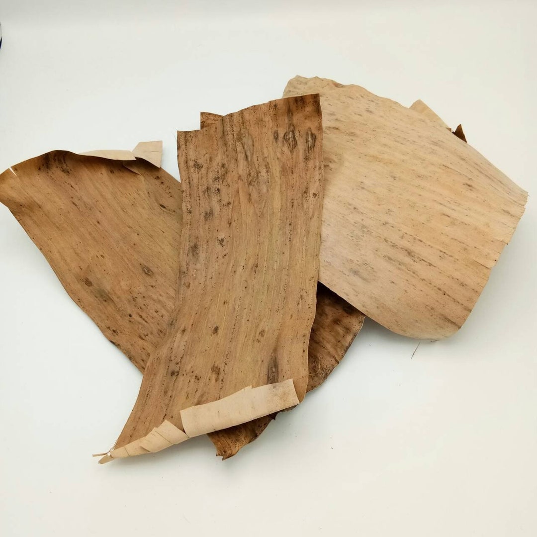 Organic Banana Leaf Strips, Aquarium and Terrarium Decor - Etsy