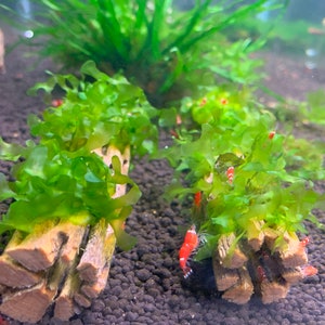 X2 Subwassertang Moss on Cholla Wood - Shrimp Hideout & Betta Aquarium ...
