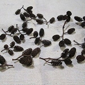 5 Indian Almond Leaves Nano, 5 Filao Cones & 10 Alder Cones Package for ...