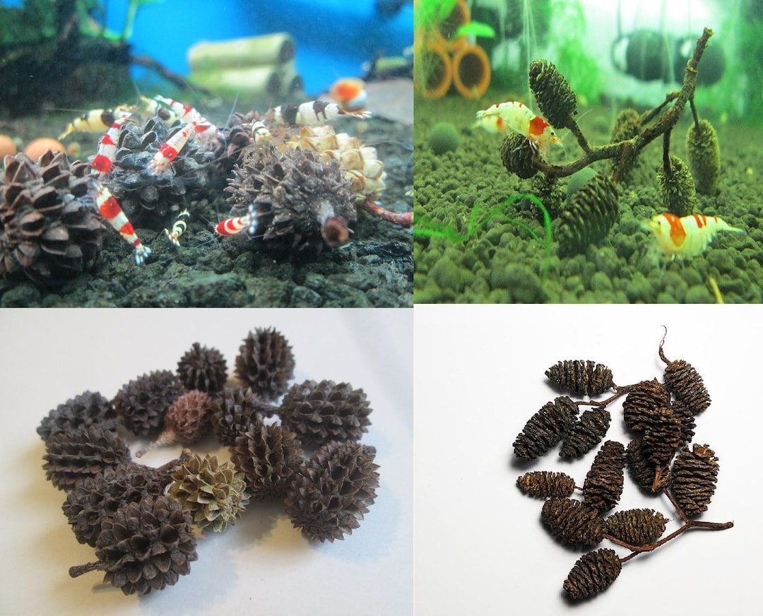 Alder Cones + Filao Cones for Betta Fish, Shrimp Tropical Fish ...