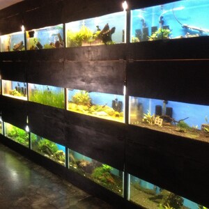 5 Indian Almond Leaves Nano, 5 Filao Cones & 10 Alder Cones Package for ...