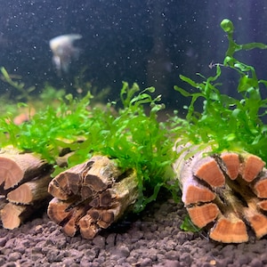 3 Nano Subwassertang Moss on 3'' Cholla Wood - Shrimp Hideout & Betta ...