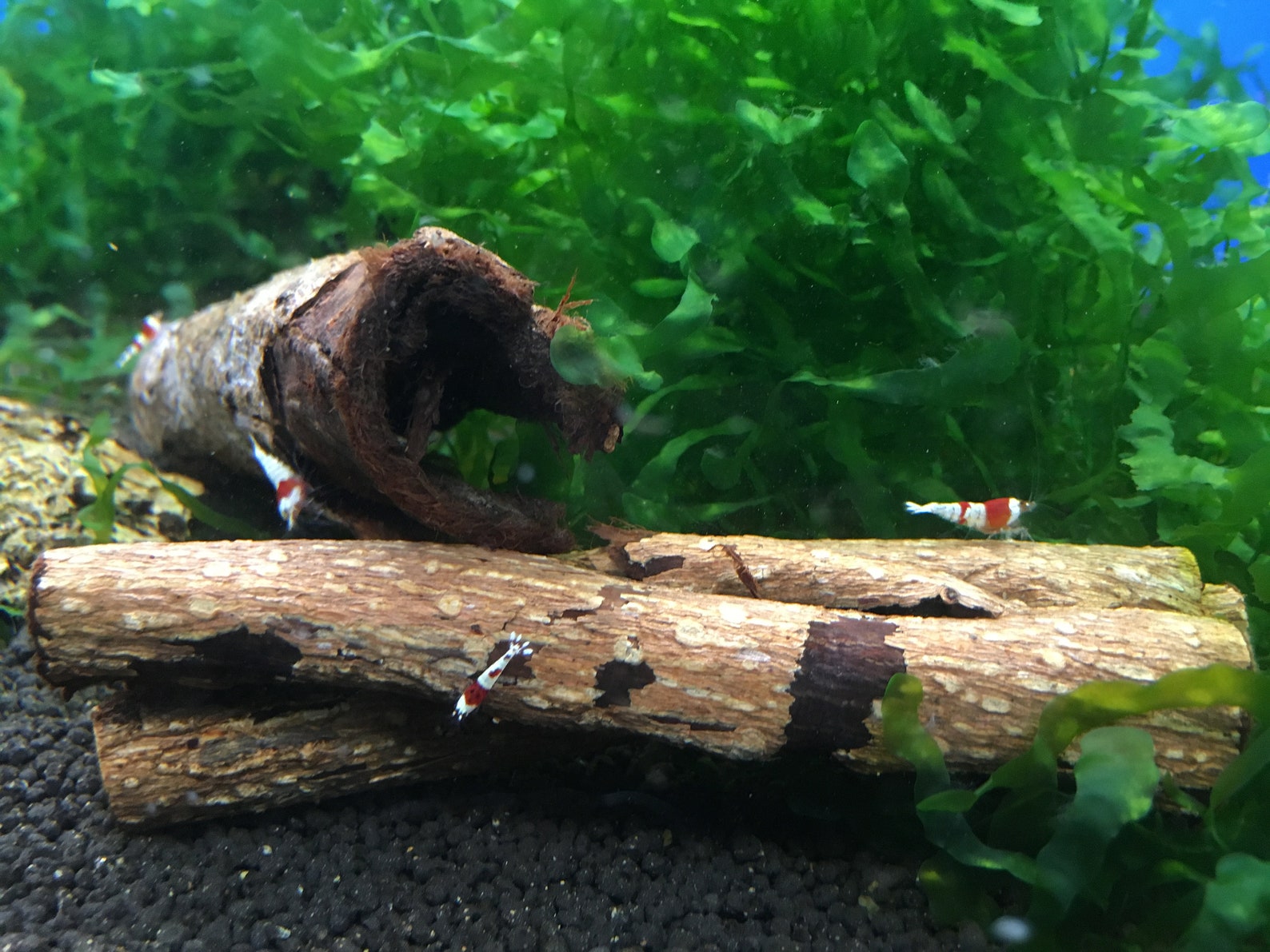 Organic Catappa Bark for Betta Fish, Shrimp Tropical Fish Freshwater ...