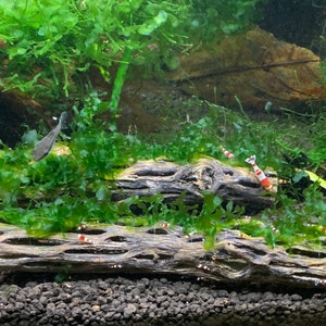 X2 Subwassertang Moss on Cholla Wood Shrimp Hideout & Betta Aquarium ...