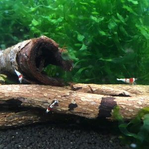 Subwassertang -pellia Moss Rare Aquatic Moss Live Aquarium Freshwater ...