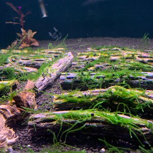 X2 Java Moss on Cholla Wood Shrimp Hideout & Betta Aquarium Decor. - Etsy
