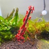 Subwassertang pellia Moss Rare Aquatic Moss Live Aquarium Freshwater ...