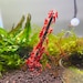 Subwassertang pellia Moss Rare Aquatic Moss Live Aquarium Freshwater ...