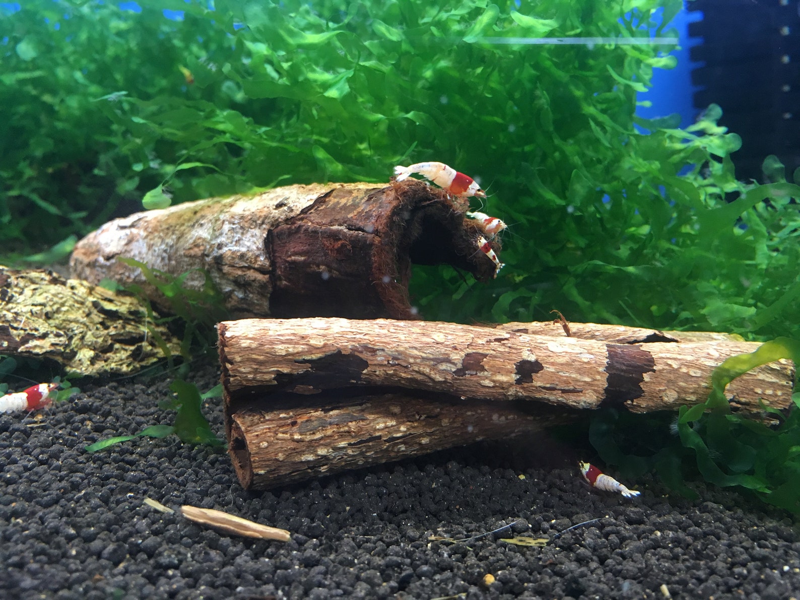 Organic Catappa Bark for Betta Fish Shrimp Tropical Fish - Etsy