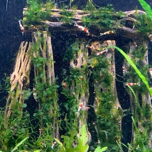 X2 Subwassertang Moss on Cholla Wood Shrimp Hideout & Betta - Etsy