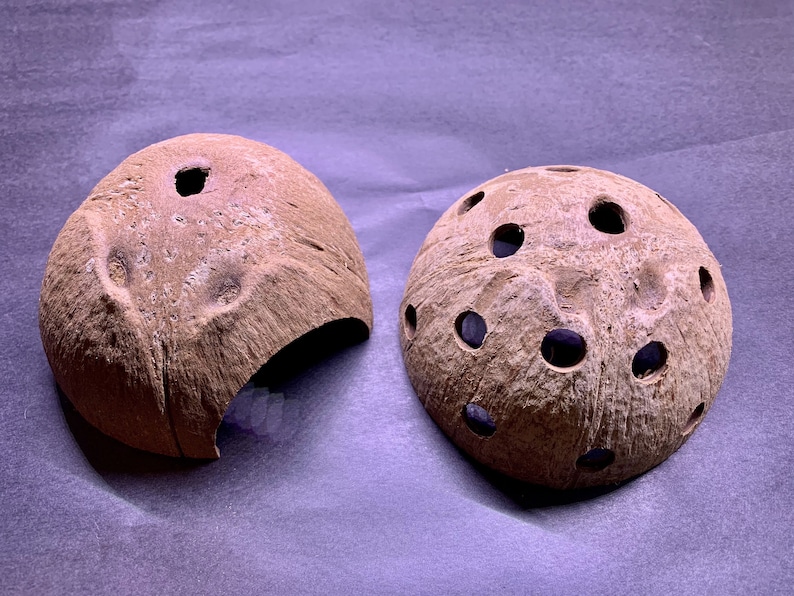 Natural Coconut Shells X2 ~ Shrimp Hide Cave, Pleco Shelter Aquarium ...