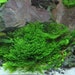 Subwassertang -pellia Moss Rare Aquatic Moss Live Aquarium Freshwater ...