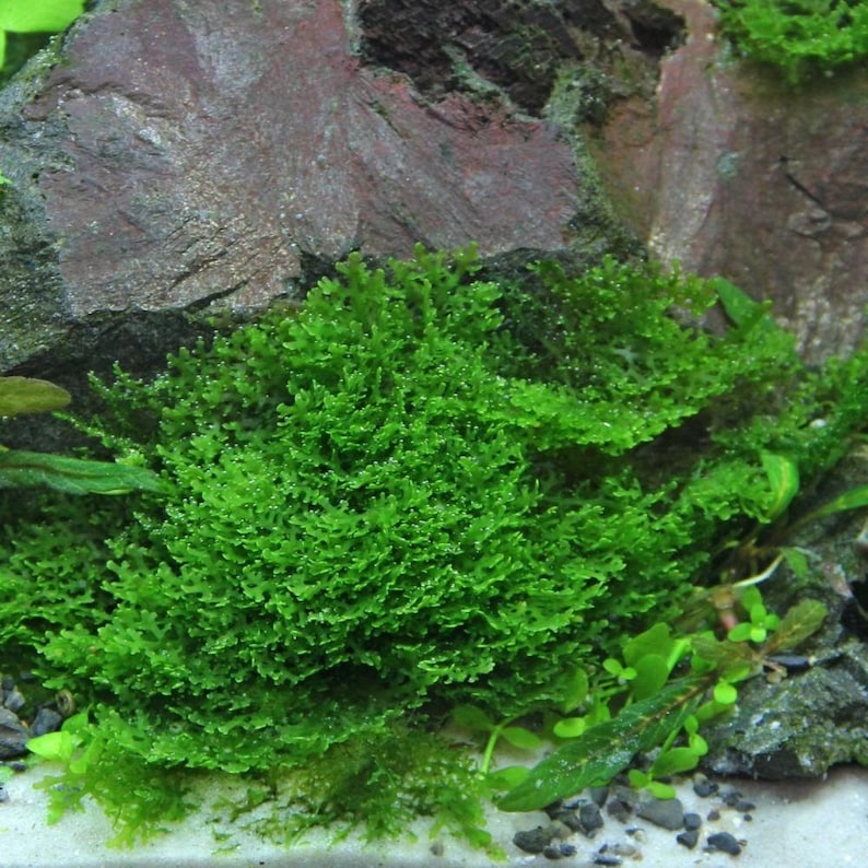 Subwassertang pellia Moss Rare Aquatic Moss Live Aquarium | Etsy