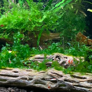 X2 Subwassertang Moss on Cholla Wood Shrimp Hideout & Betta - Etsy