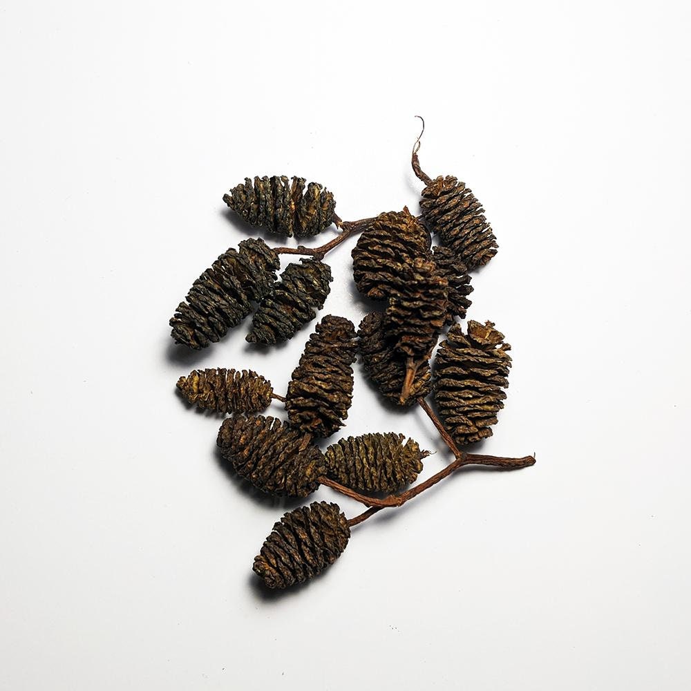 Alder Cones Filao Cones for Betta Fish Shrimp Tropical Fish | Etsy