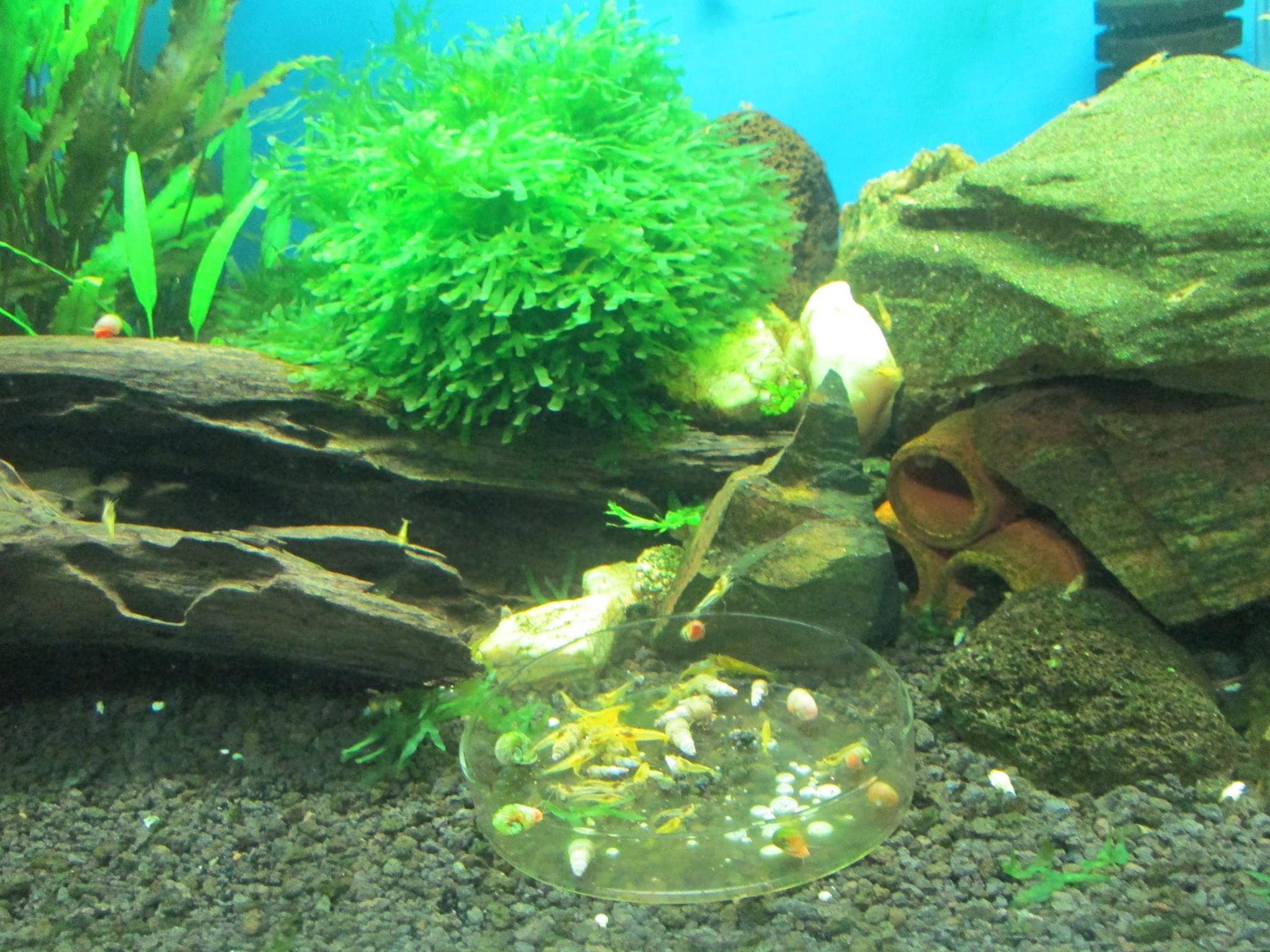 Subwassertang pellia Moss Rare Aquatic Moss Live Aquarium | Etsy