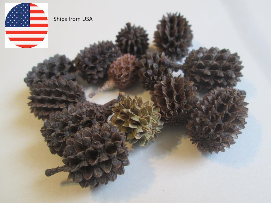 Filao Cones for Betta Fish, Shrimp Tropical Fish Freshwater Aquariums ...