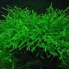 X2 Subwassertang Moss on Cholla Wood Shrimp Hideout & Betta Aquarium ...