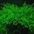 X2 Subwassertang Moss on Cholla Wood Shrimp Hideout & Betta Aquarium ...