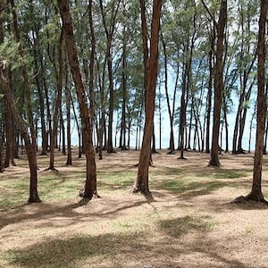 Filao Cones for Betta Fish, Shrimp Tropical Fish Freshwater Aquariums ...